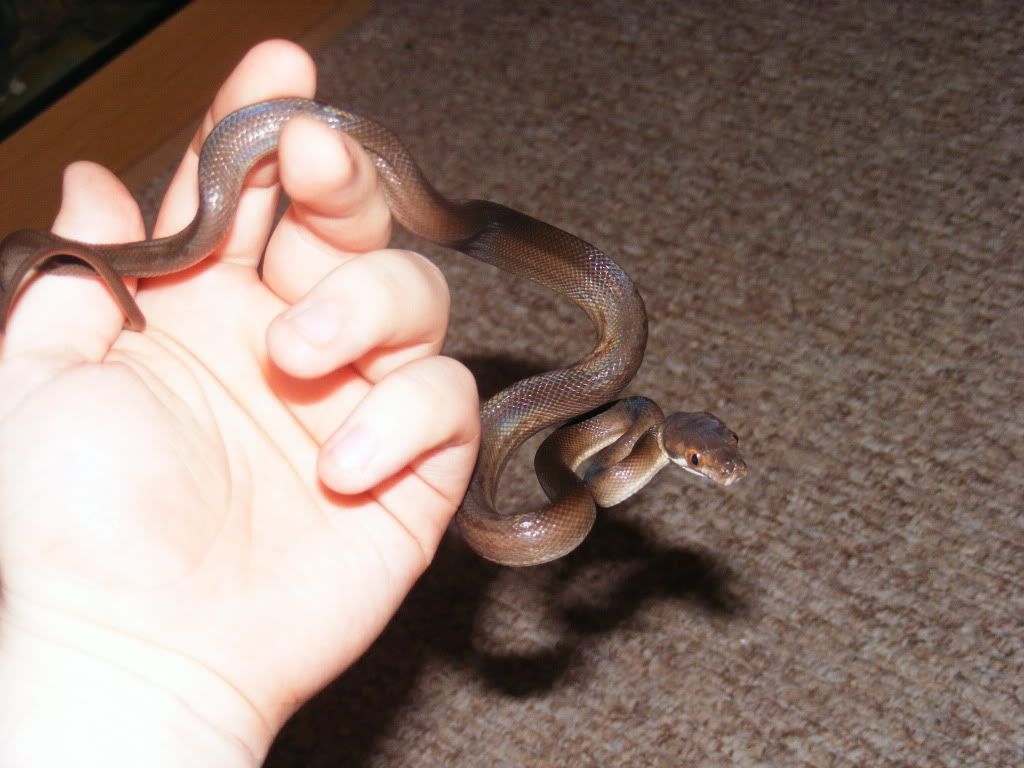 Tanimbar pythons | Reptile Forums